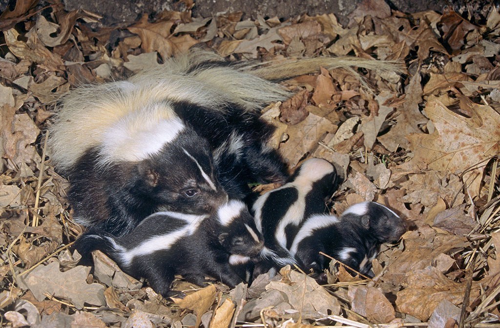 西部斑臭鼬图册_360百科