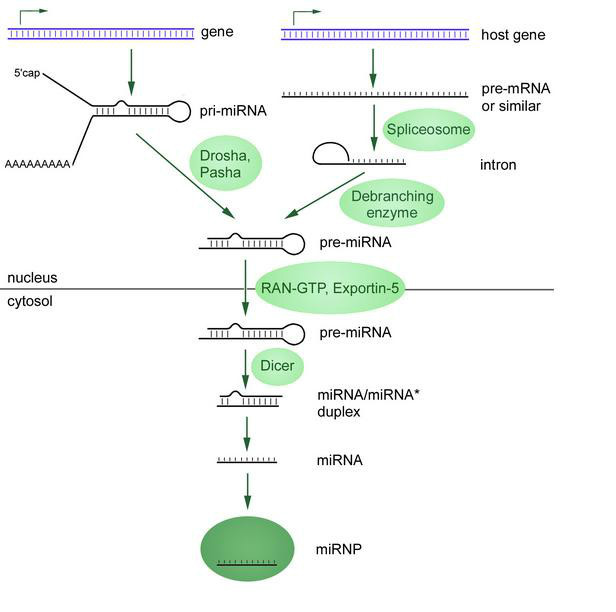 miRNA图册_360百科