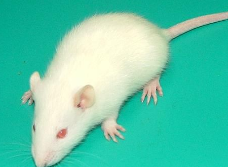 sd大鼠和wistar大鼠的区别 – 960化工网问答