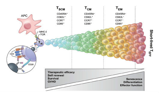 Tcm-中央记忆型T细胞图册_360百科