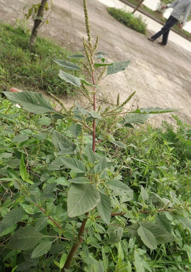 簕苋菜图册_360百科