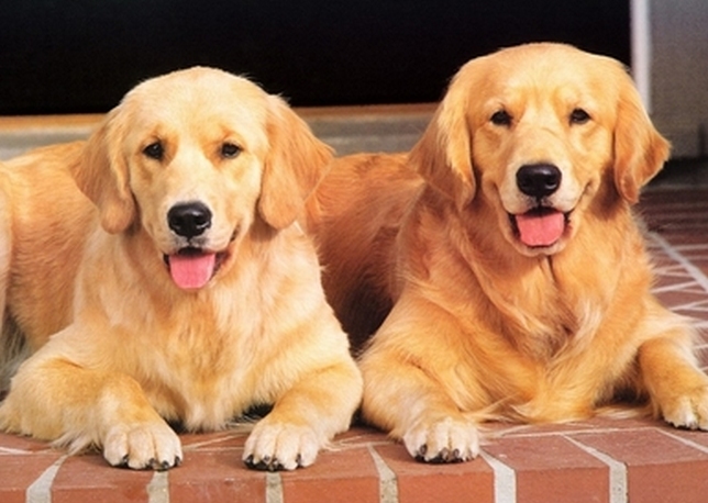 金毛寻回犬图册_360百科