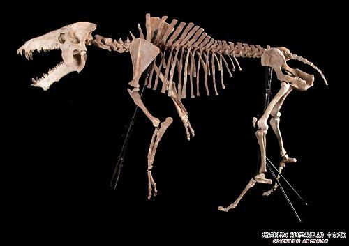 古猪兽图册_360百科