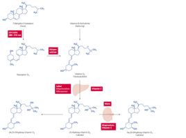 维生素D3图册_360百科
