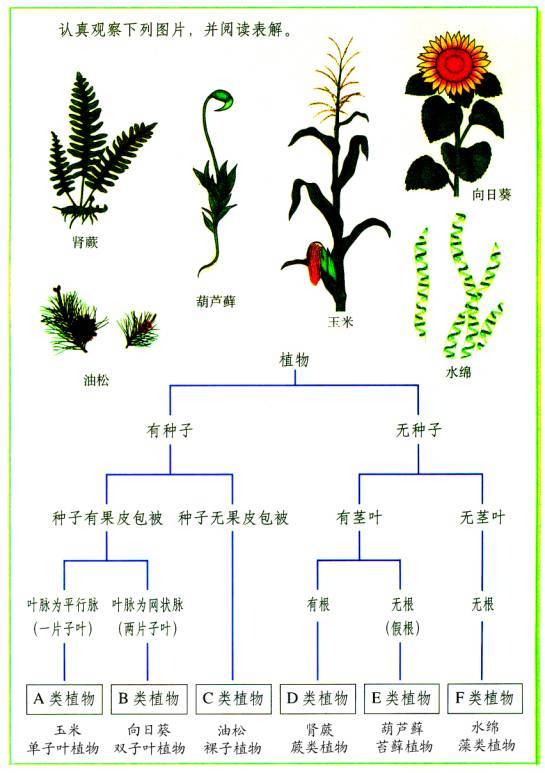 生物分类单位图册360百科