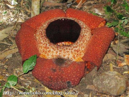 莱佛士亚花图册_360百科