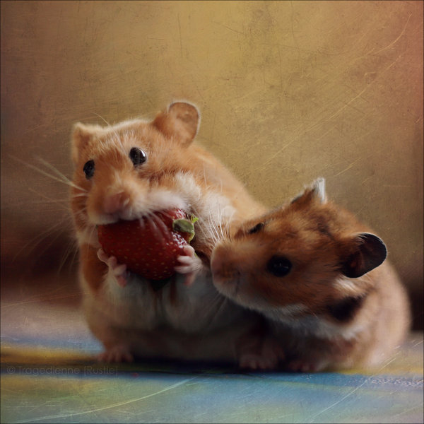 hamster图册_360百科