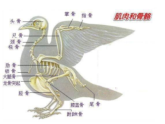 鸟类结构图册 360百科