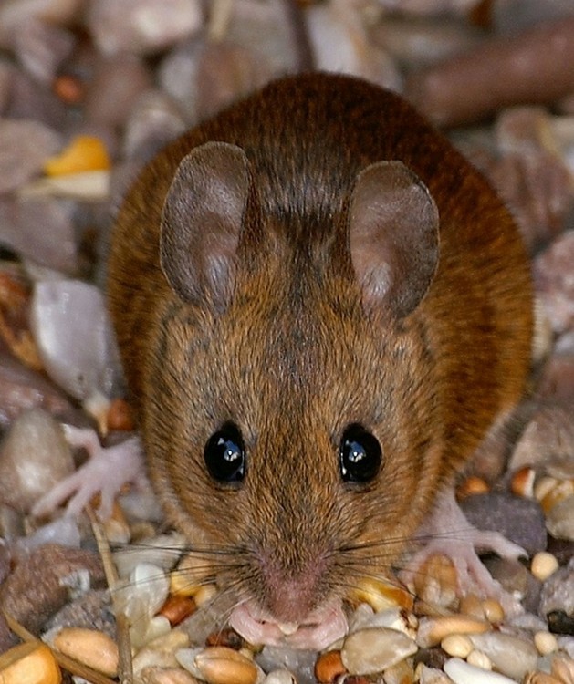 Mouse图册_360百科