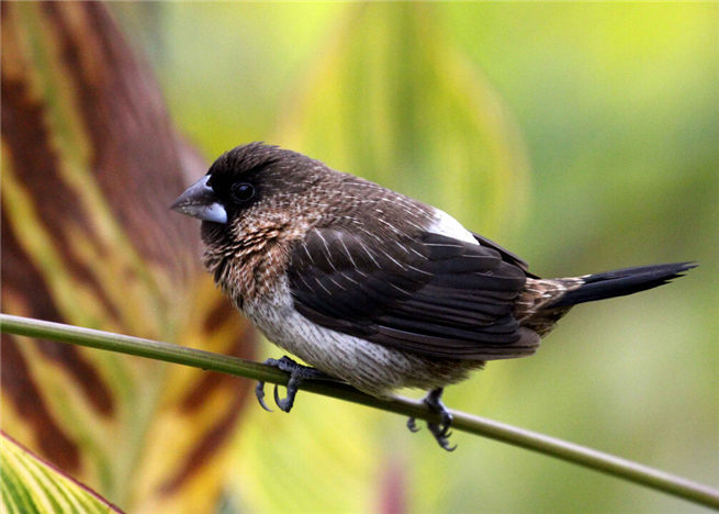 白腰文鸟图册_360百科
