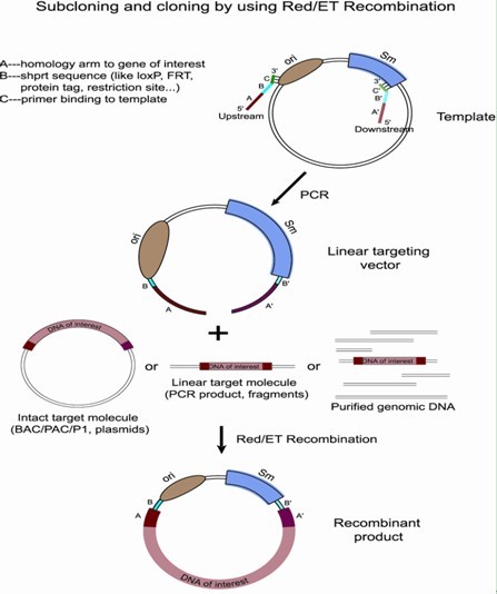 Red/ET重组图册_360百科