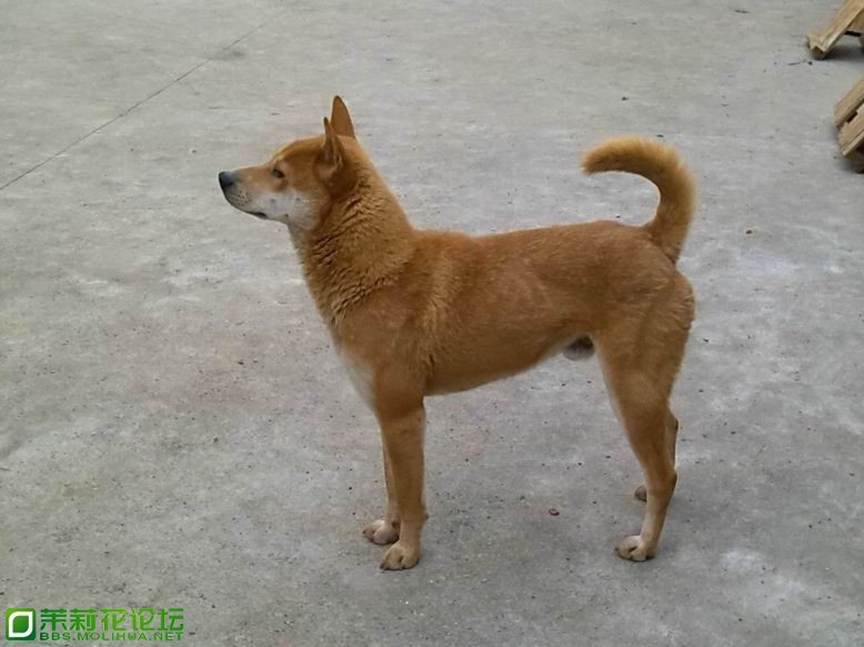 土狗(犬种)_360百科