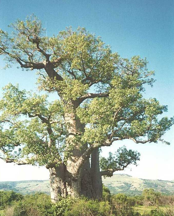 猴面包树图册_360百科