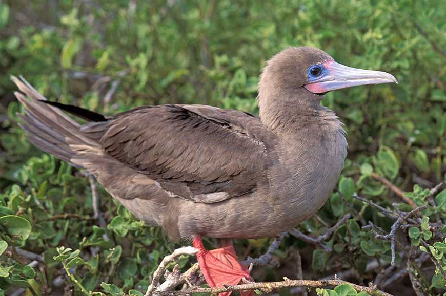 红脚鲣鸟加拉帕戈斯亚种图册_360百科
