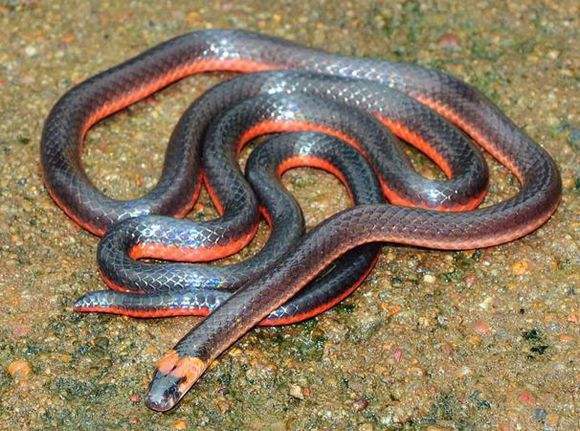 哈氏蛇图册_360百科