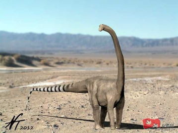 弯龙科图册_360百科