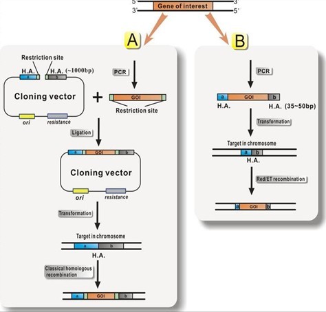 Red/ET重组图册_360百科