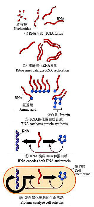 RNA世界学说_360百科