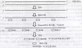 PCR标记法图册_360百科