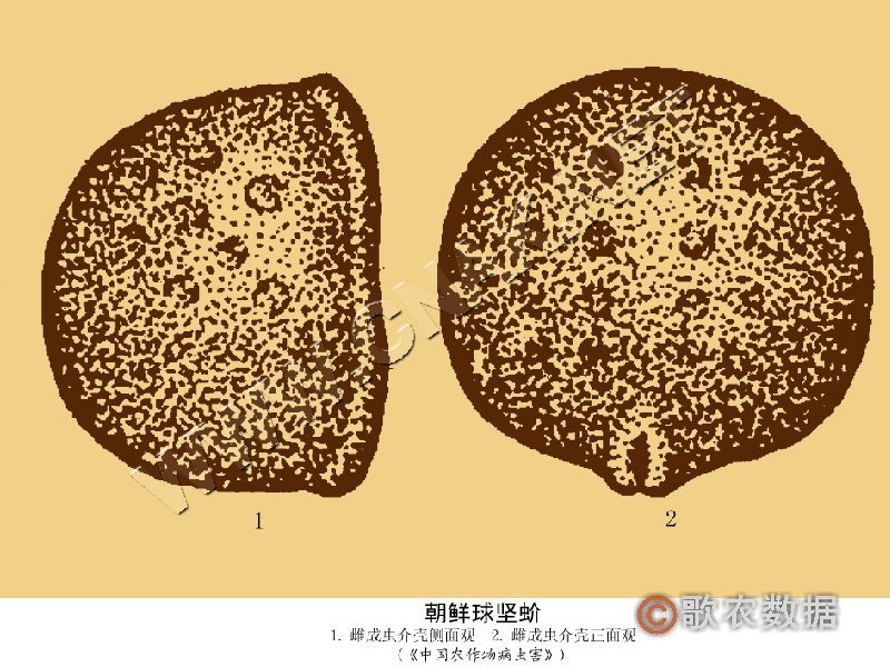 桃球坚蚧图册_360百科