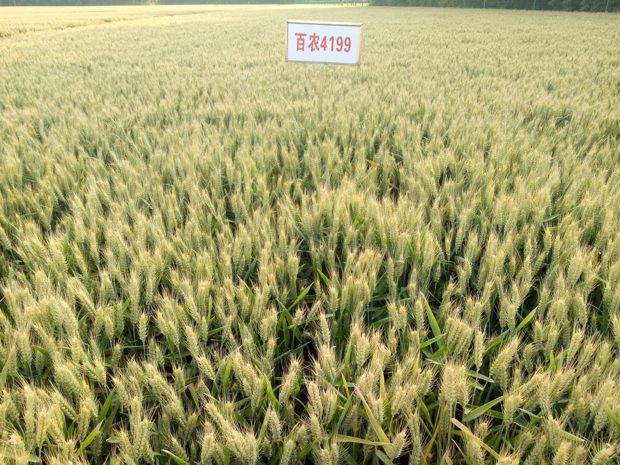 百农4199图册_360百科