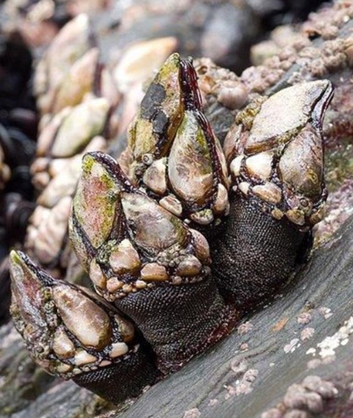 鹅颈藤壶图册_360百科