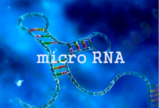 microrna图册_360百科
