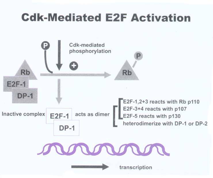 细胞周期调控图册_360百科