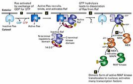 MAPK图册_360百科
