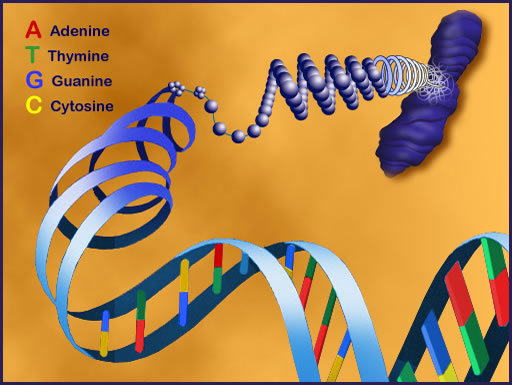 DNA计算图册_360百科