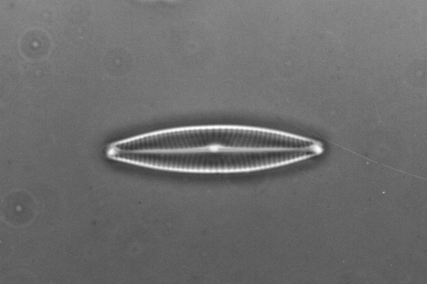 舟形藻属_360百科