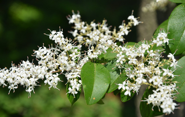 女贞(木犀科植物)_360百科