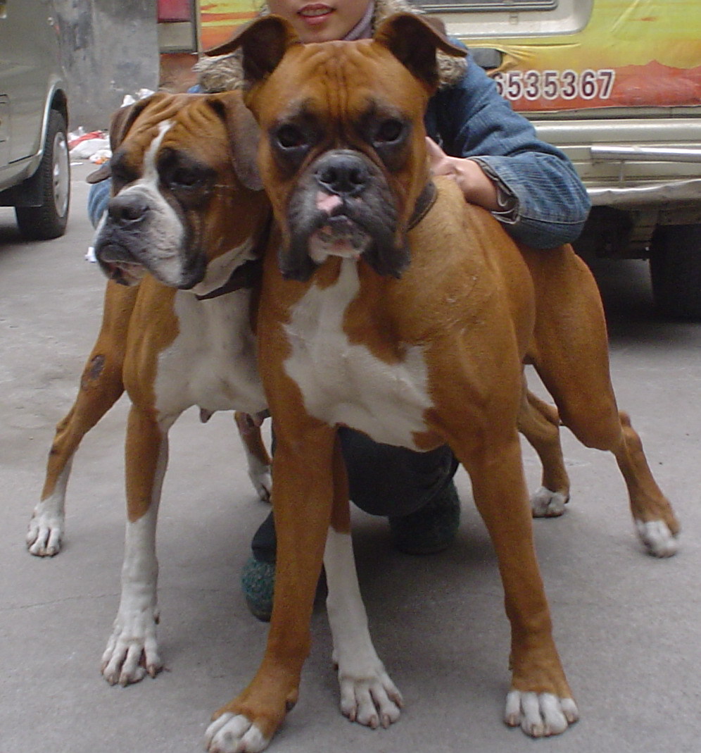 Boxer图册_360百科