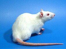 Wistar大鼠图册_360百科