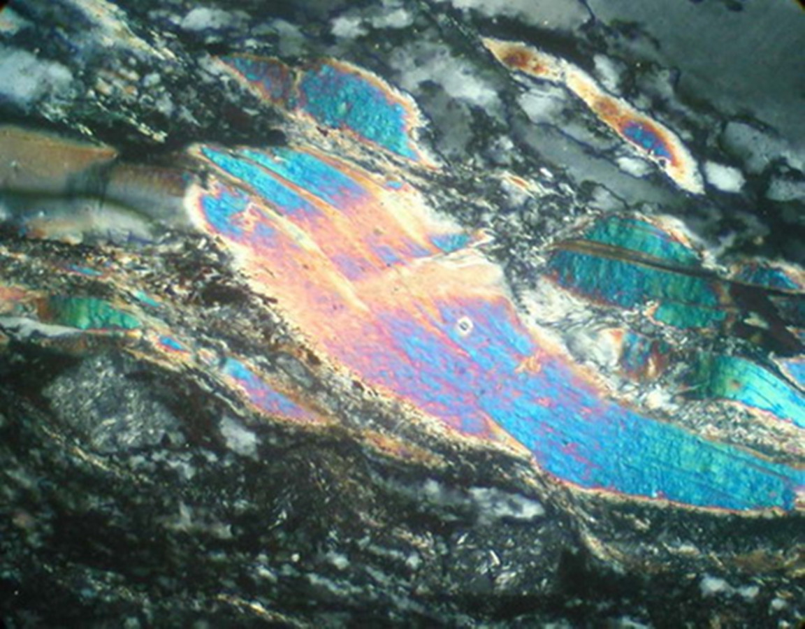 云母鱼图册_360百科