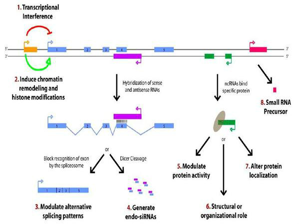 lncrna图册_360百科