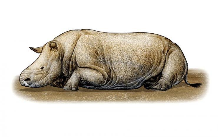 大唇犀图册_360百科