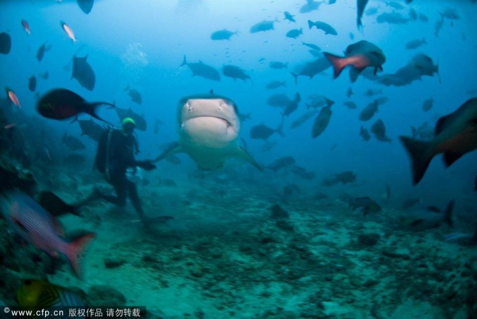 斐济鲨鱼面对面图册360百科