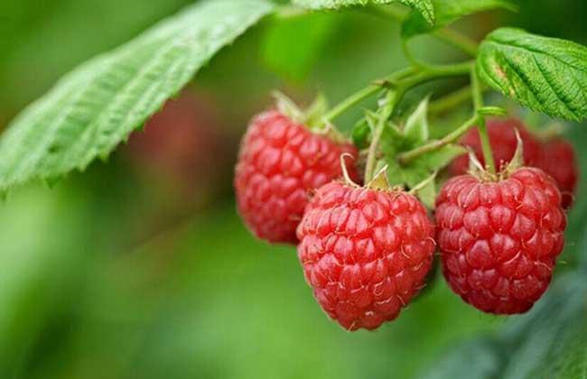 覆盆子图册_360百科