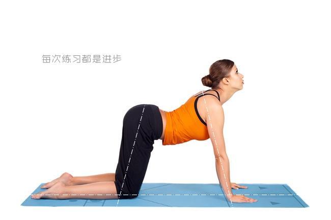 猫式图册360百科