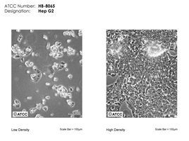hepg2细胞图册_360百科