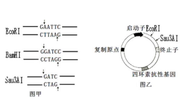bamh1酶切位点是什么 – 960化工网问答