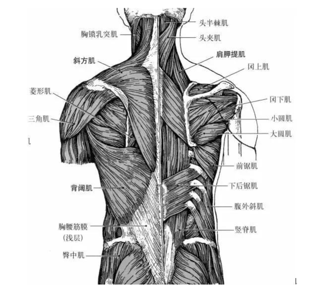 如何练好健身动作之背部肌肉动作（超详细版） 360新知
