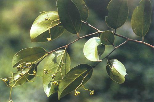 龙脑香图册_360百科