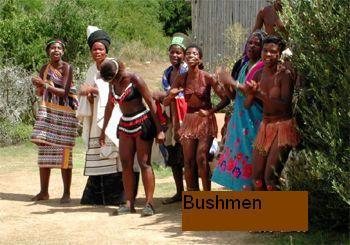 Bushman图册_360百科