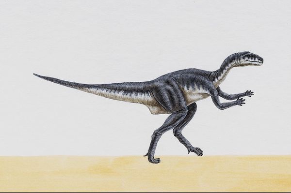 大尾龙图册_360百科