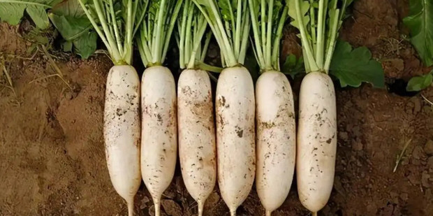 白萝卜种植技术| 白萝卜栽培方法_360新知