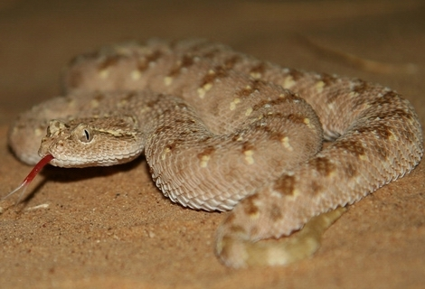 阿拉伯角蝰图册_360百科