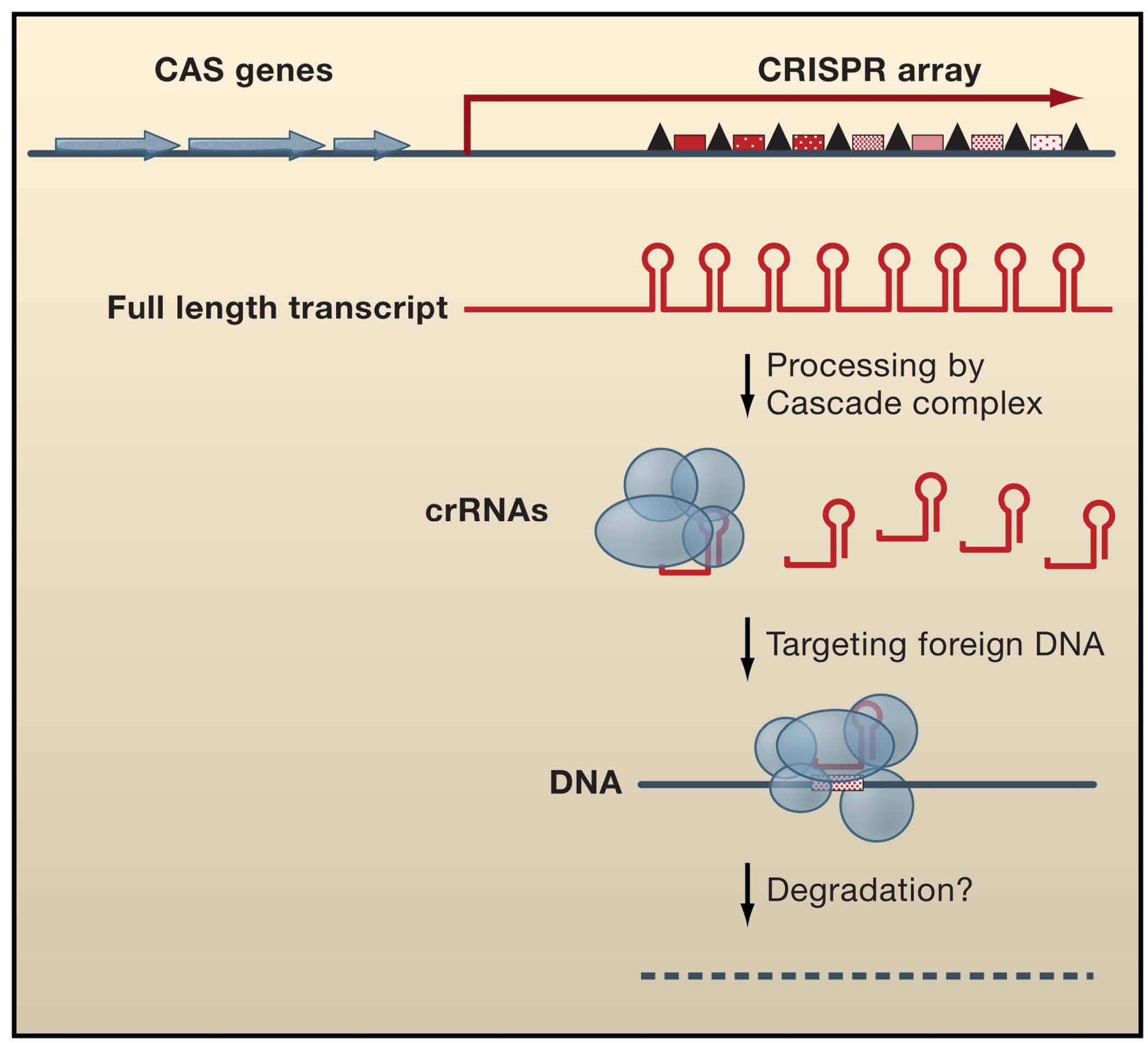 CRISPR RNA图册_360百科