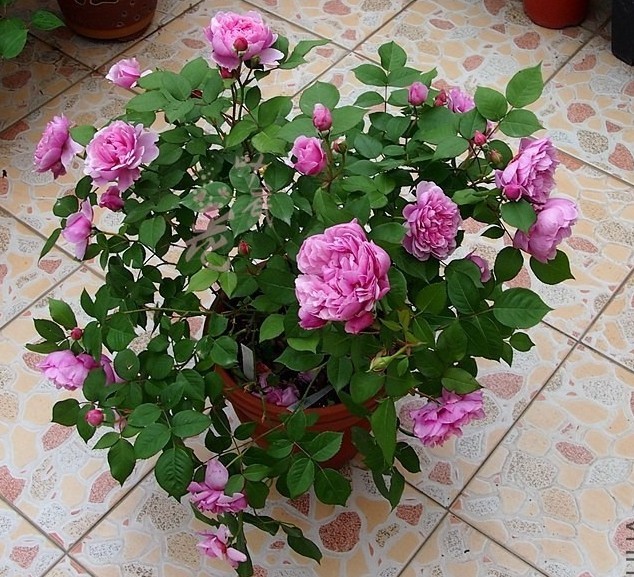 肯特公主图册_360百科